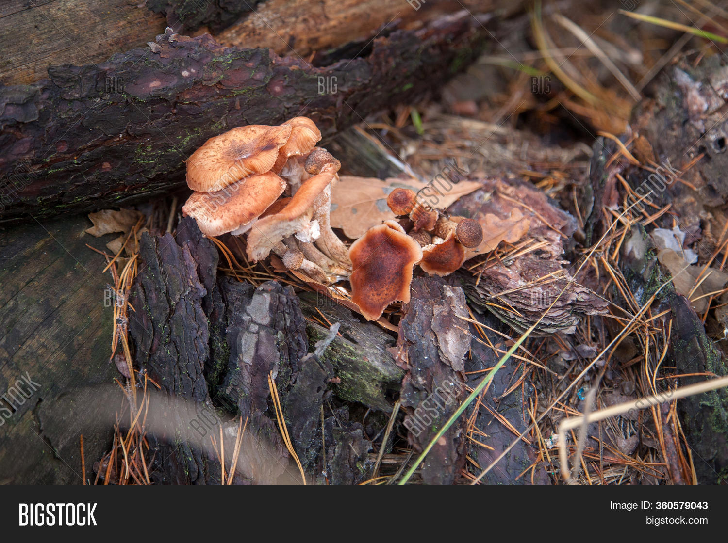 Wild Forest Mushrooms Image & Photo (Free Trial) | Bigstock