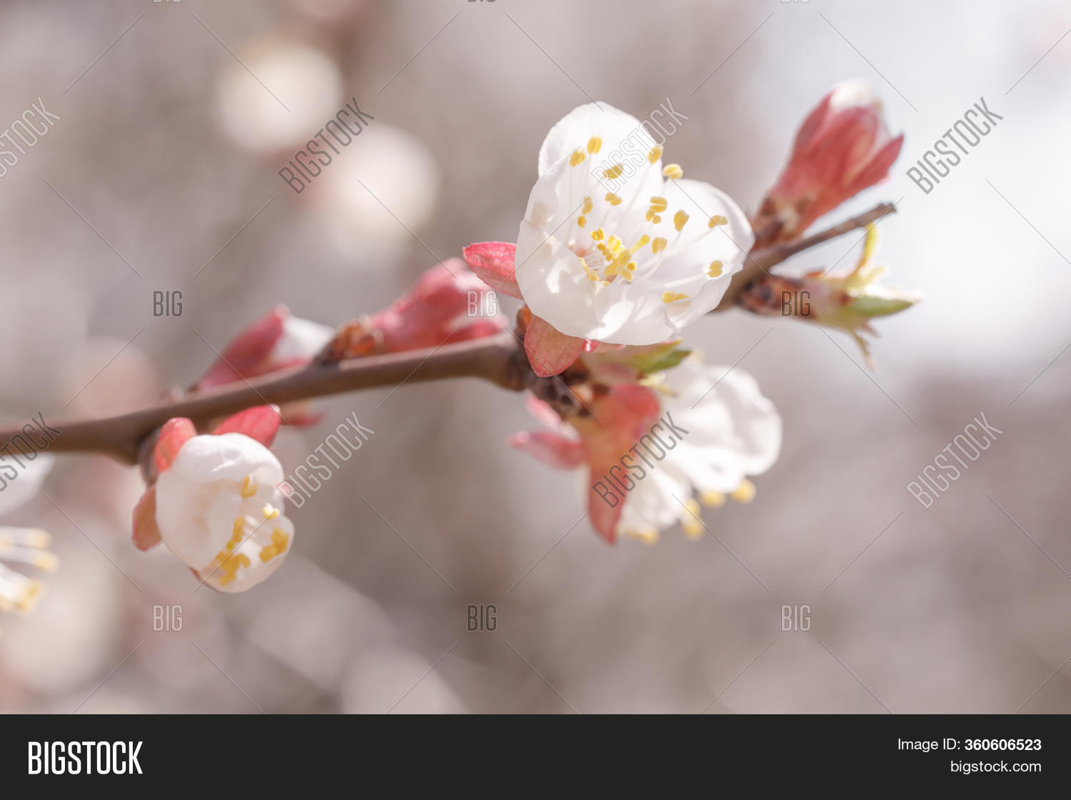 Buds Opening Flower Image & Photo (Free Trial) | Bigstock