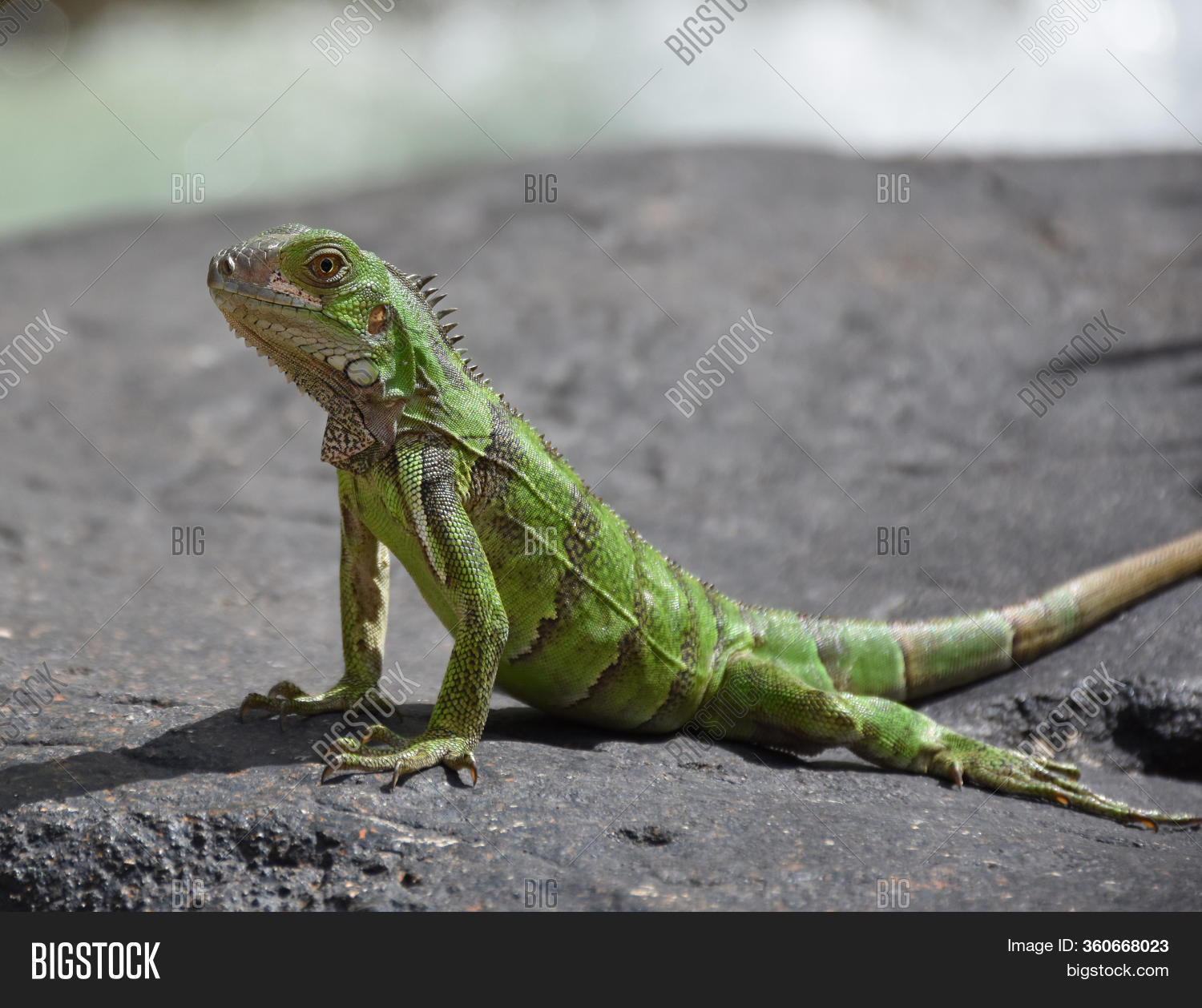 Aruba Green Iguana Image & Photo (Free Trial) | Bigstock