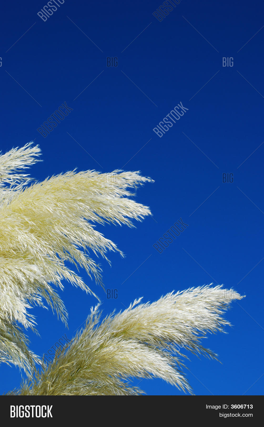 Straw Bush Image & Photo (Free Trial) | Bigstock
