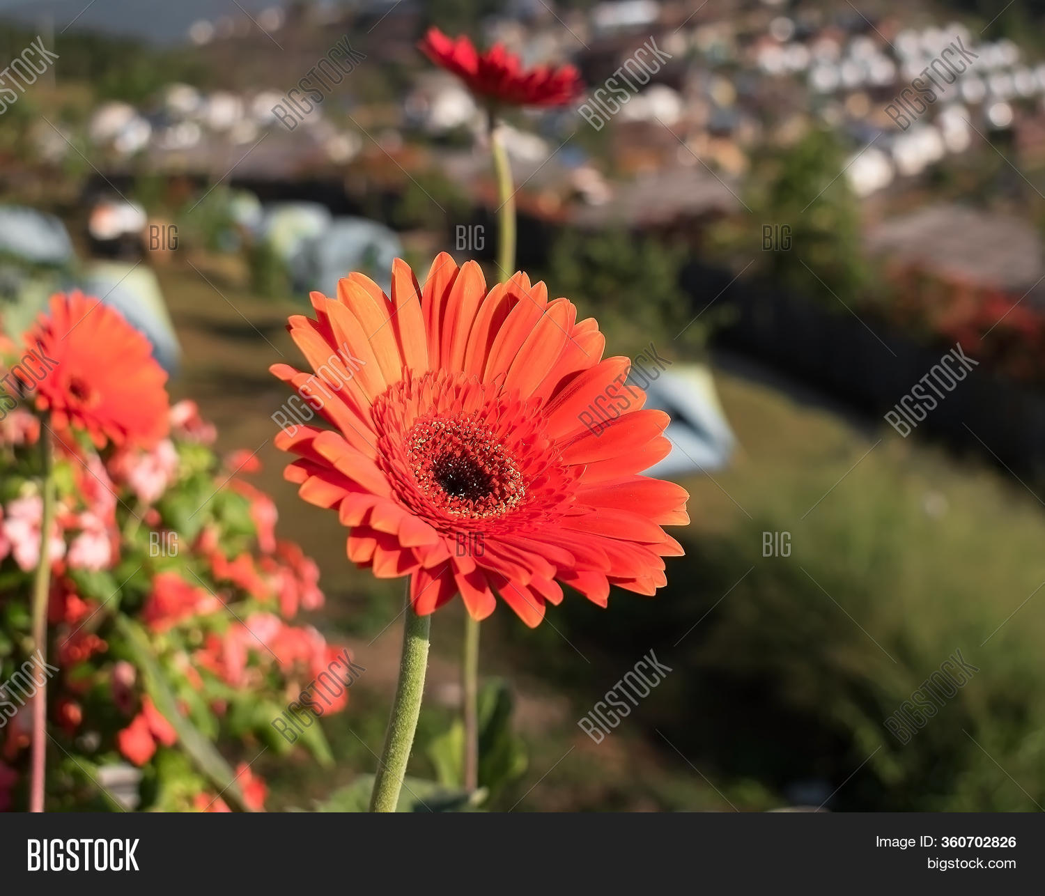 Beauty Gerbera Flowers Image & Photo (Free Trial) | Bigstock
