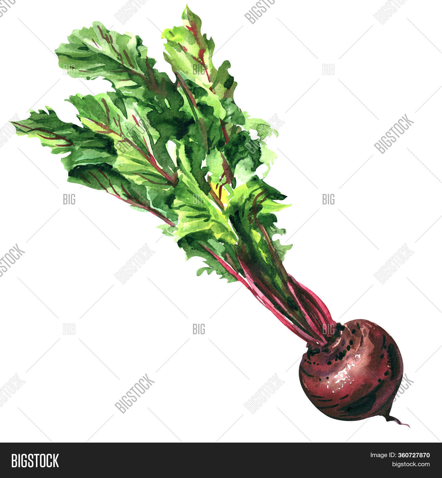 Ripe Red Beetroot Image & Photo (Free Trial) | Bigstock