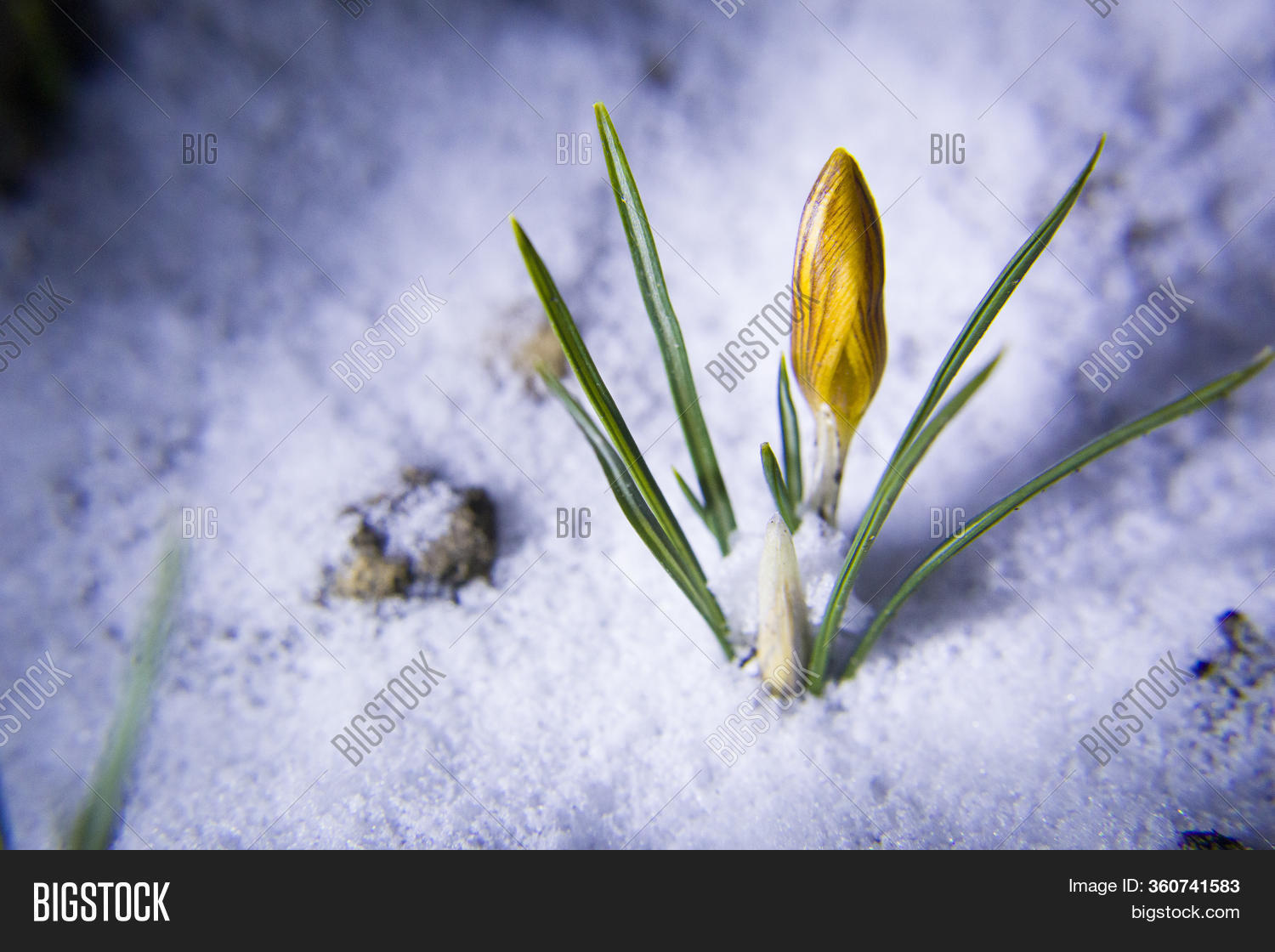 Crocuses Grow Under Image & Photo (Free Trial) | Bigstock