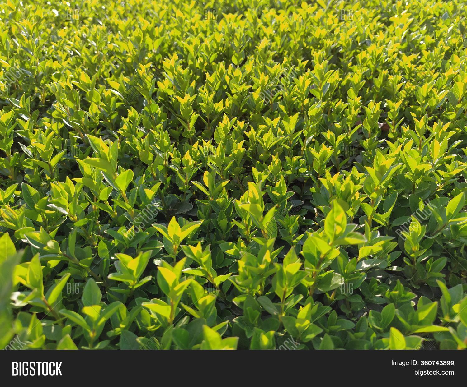 Beautiful Hedge Image & Photo (Free Trial) | Bigstock