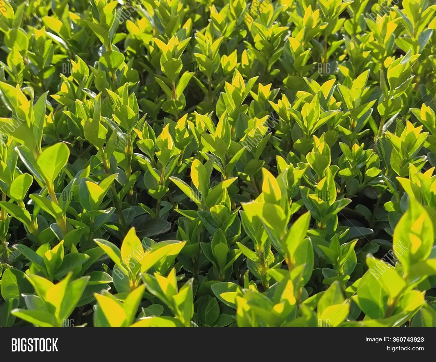 Beautiful Hedge Image & Photo (Free Trial) | Bigstock