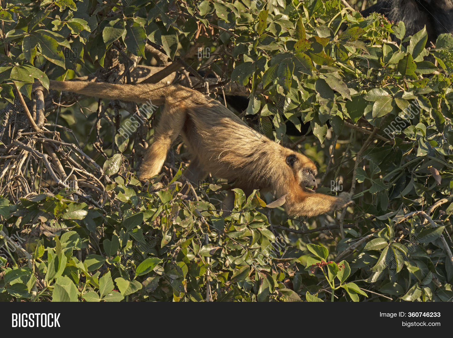 Brown Howler Monkey Image & Photo (Free Trial) | Bigstock