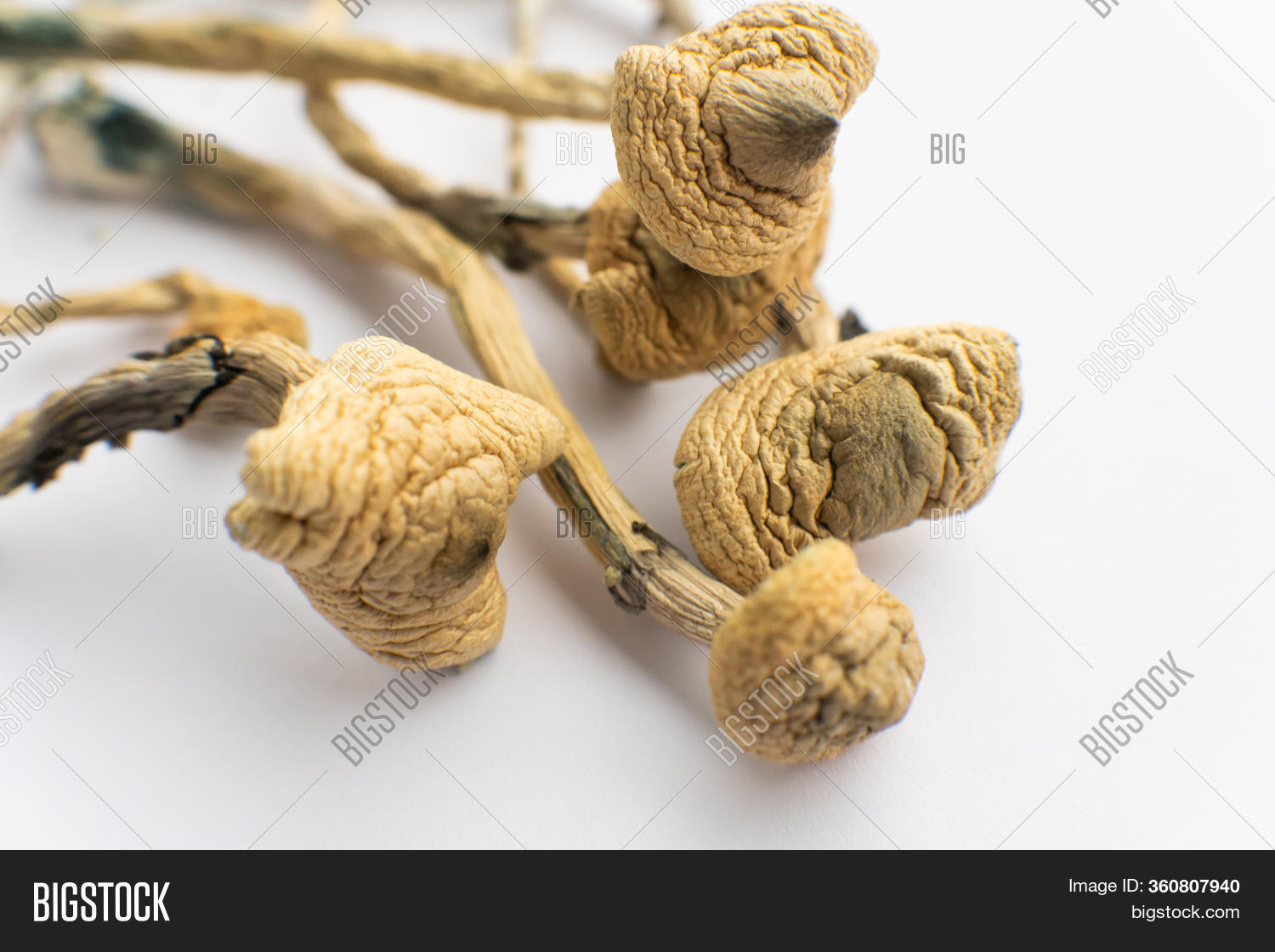 Dry Psilocybe Cubensis Image & Photo (Free Trial) | Bigstock