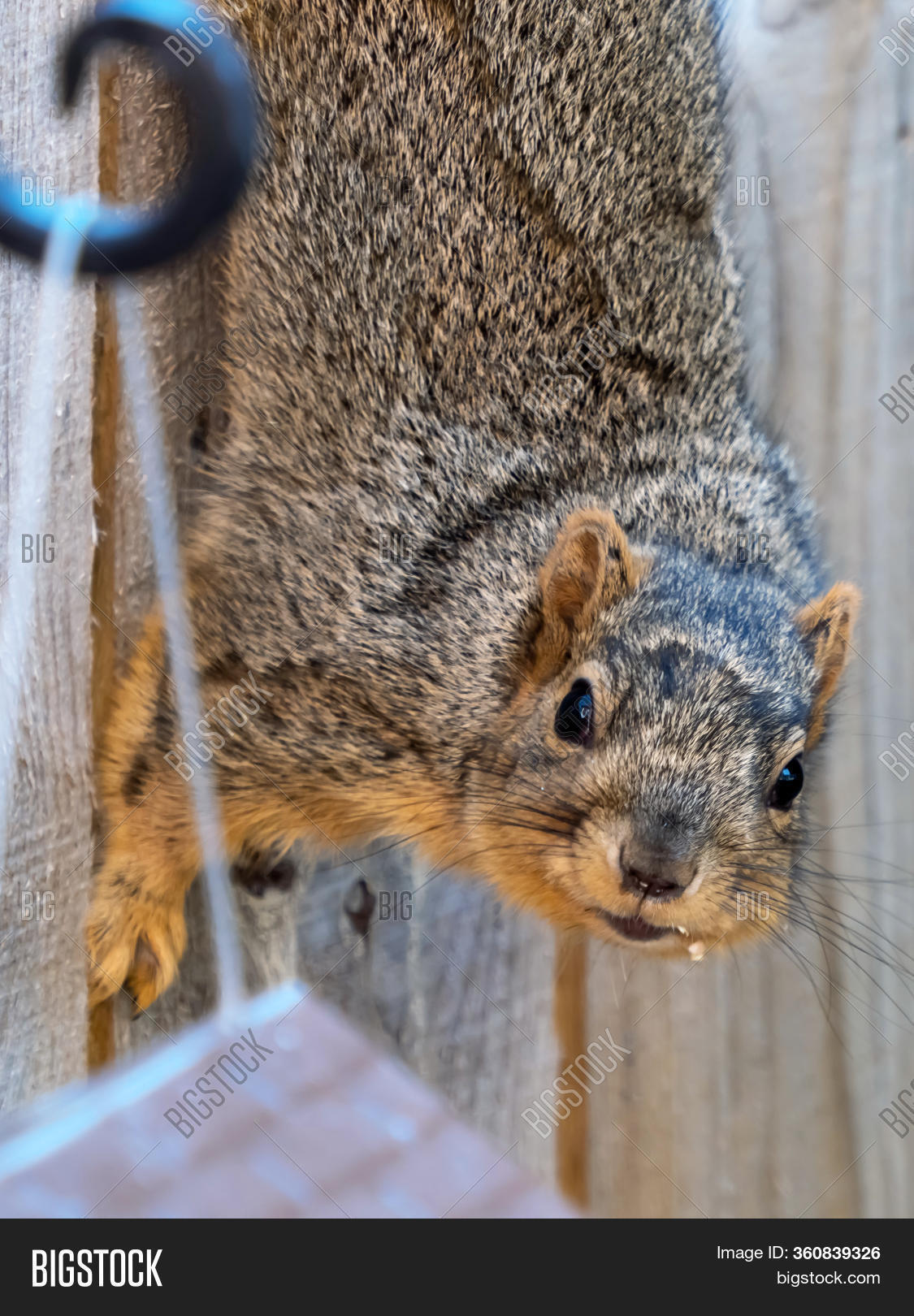 Squirrel Climbing Down Tree