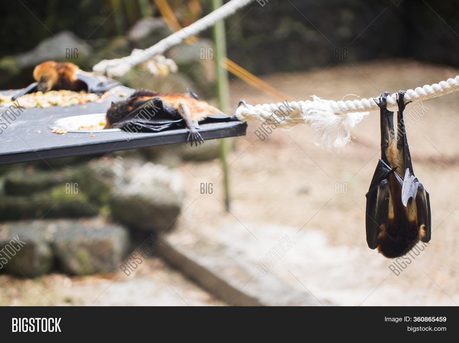 Bats Hanging Zoo Cage Image & Photo (Free Trial) | Bigstock