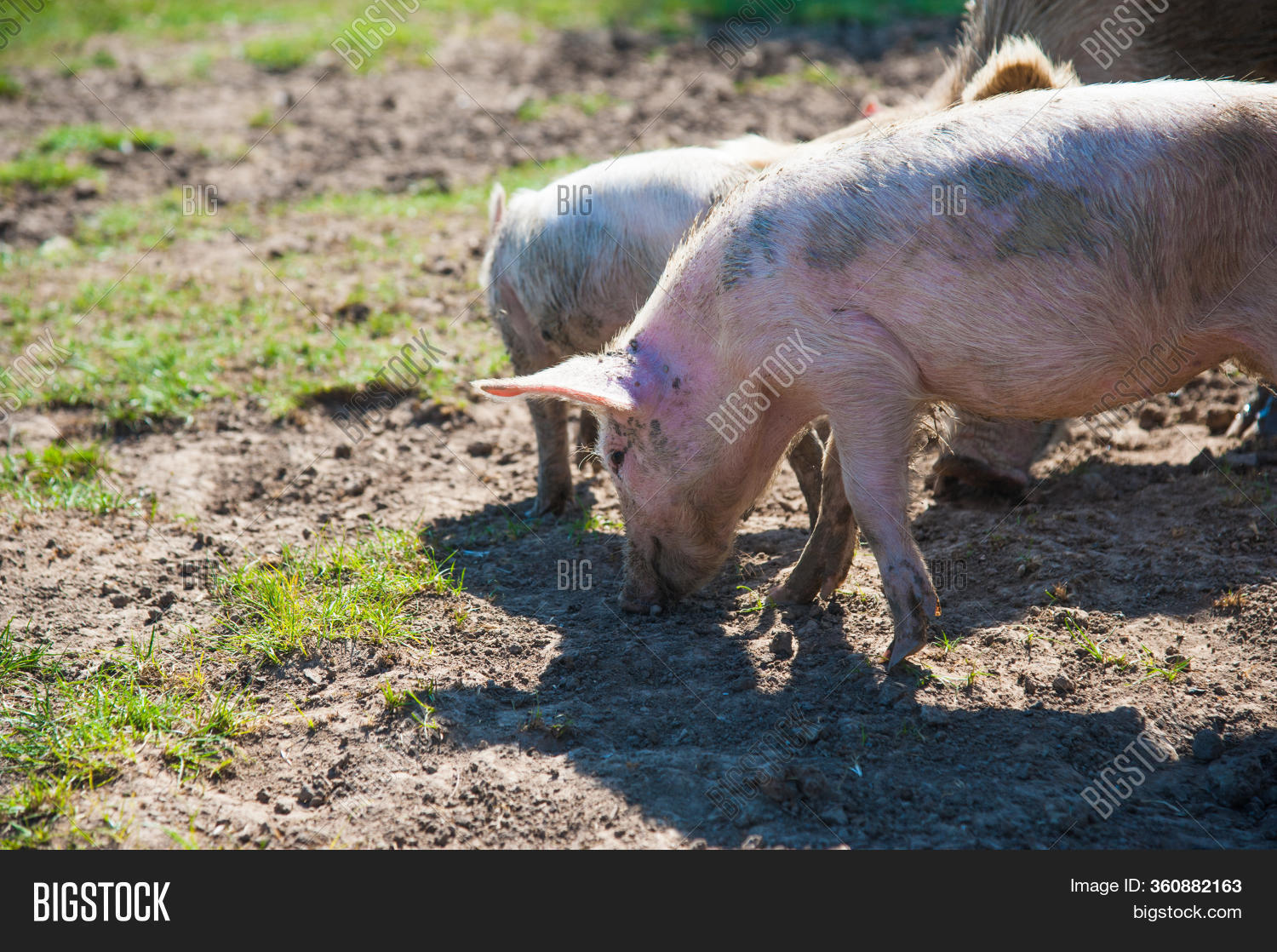 Pig Farm. Pigs Field Image & Photo (Free Trial) | Bigstock