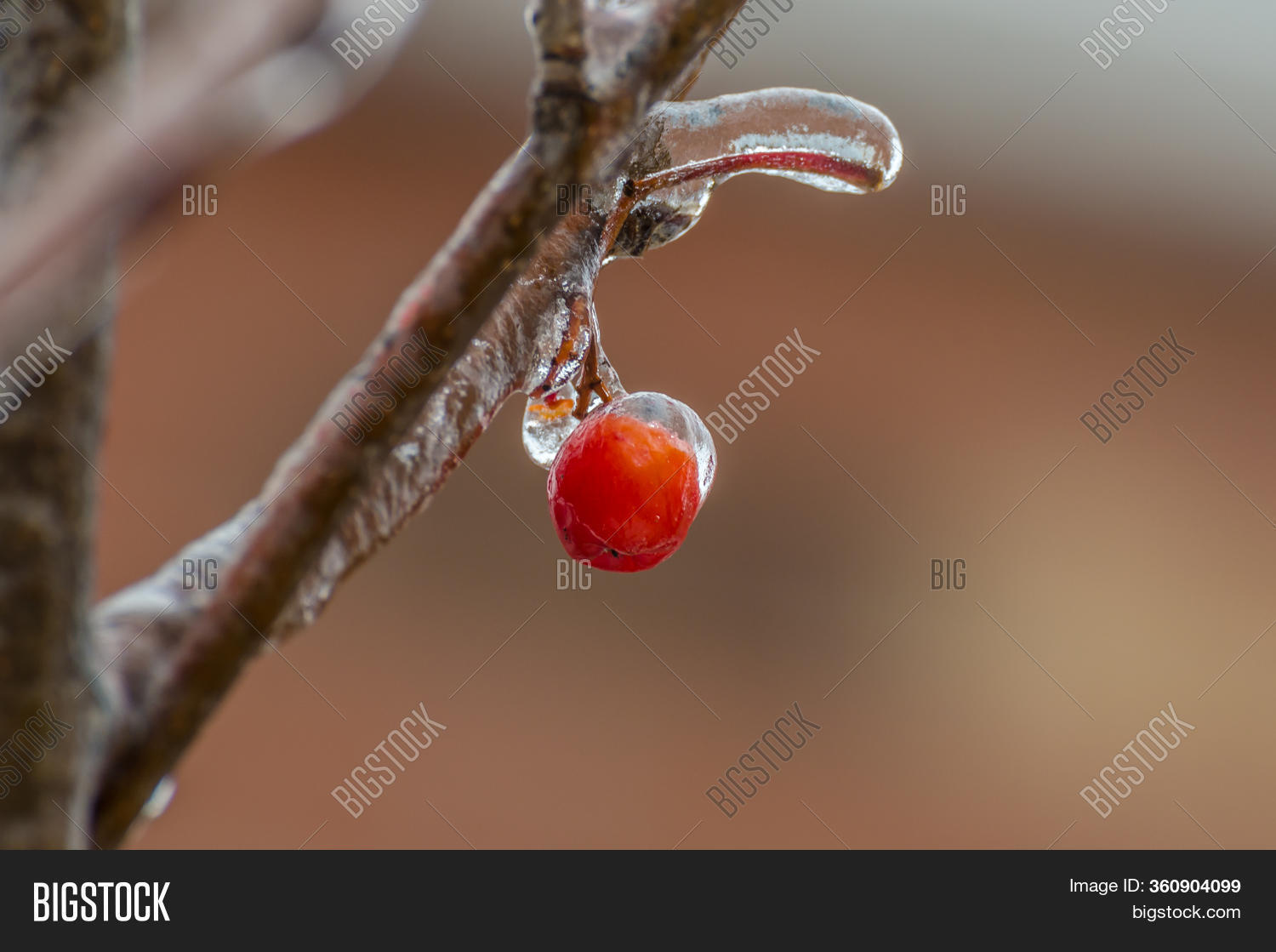 Twigs Tree Encased Ice Image & Photo (Free Trial) | Bigstock
