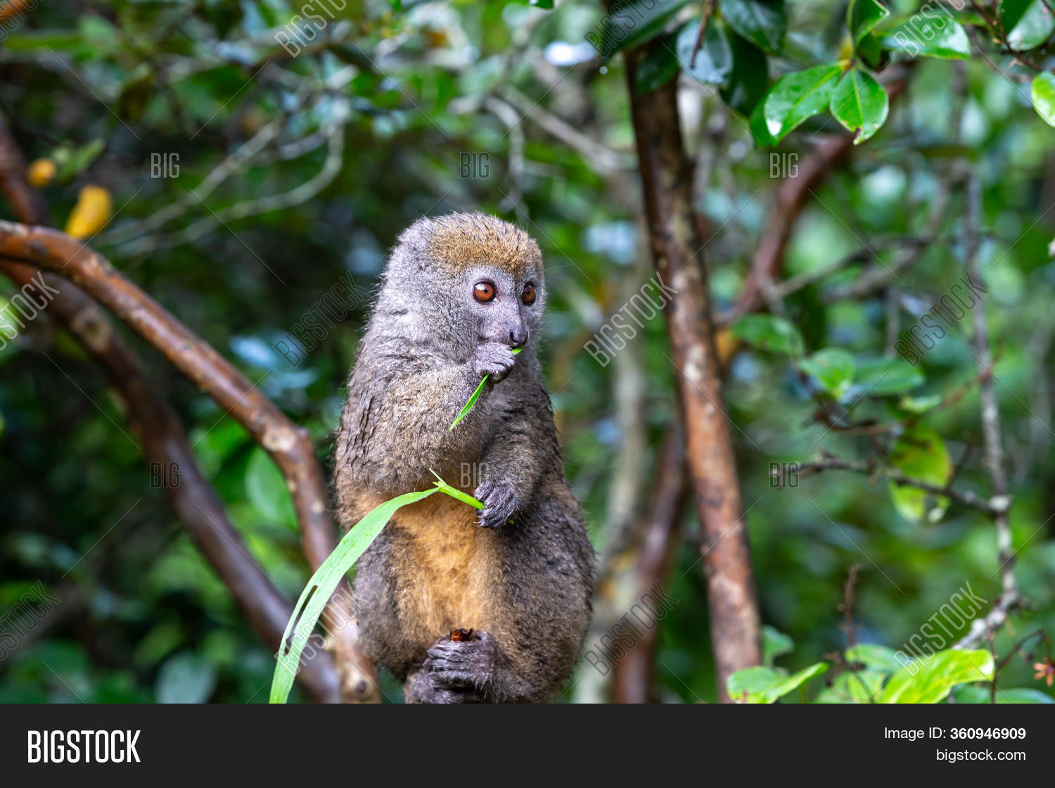 One Small Lemur On Image & Photo (Free Trial) | Bigstock