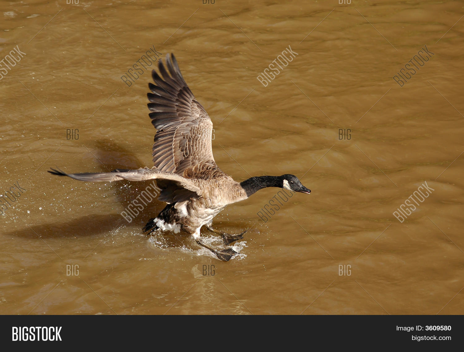 Canada Goose Image & Photo (Free Trial) | Bigstock