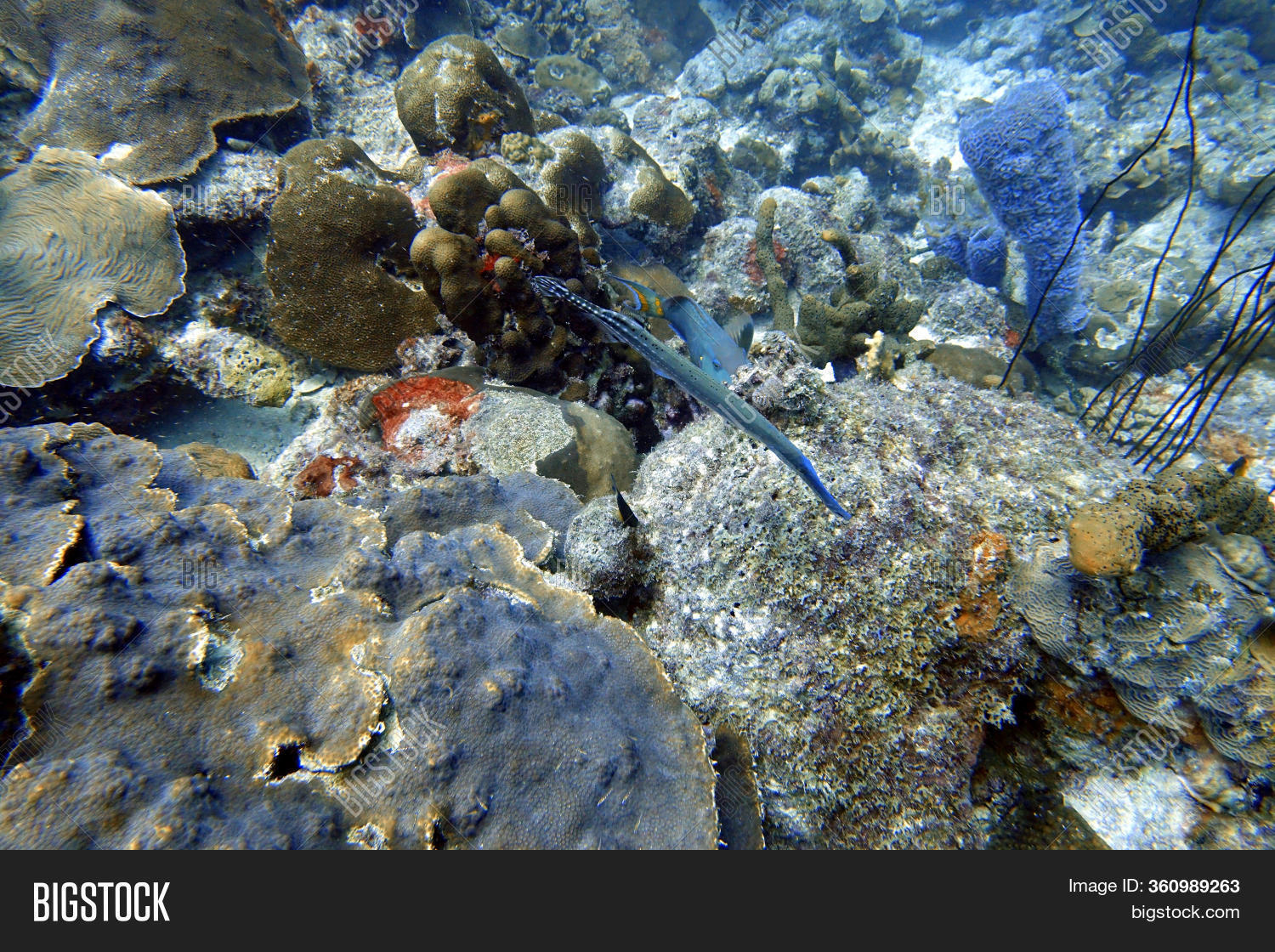 Underwater Photo Image & Photo (Free Trial) | Bigstock