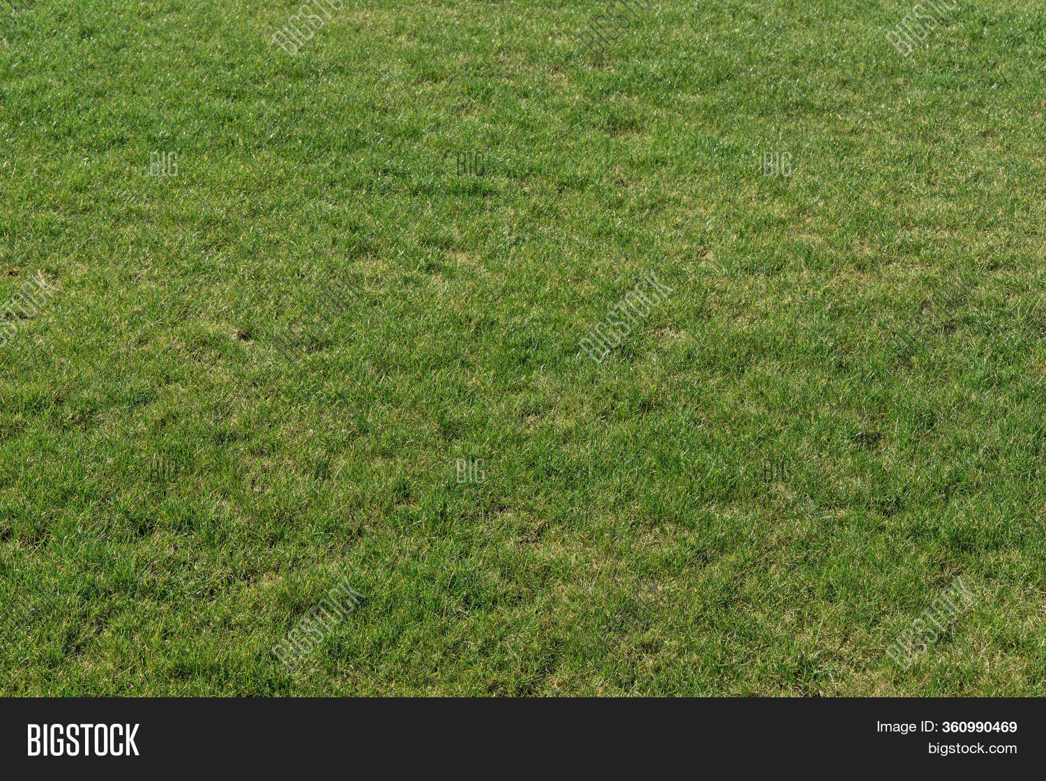 Rustic Green Grass Image & Photo (Free Trial) | Bigstock