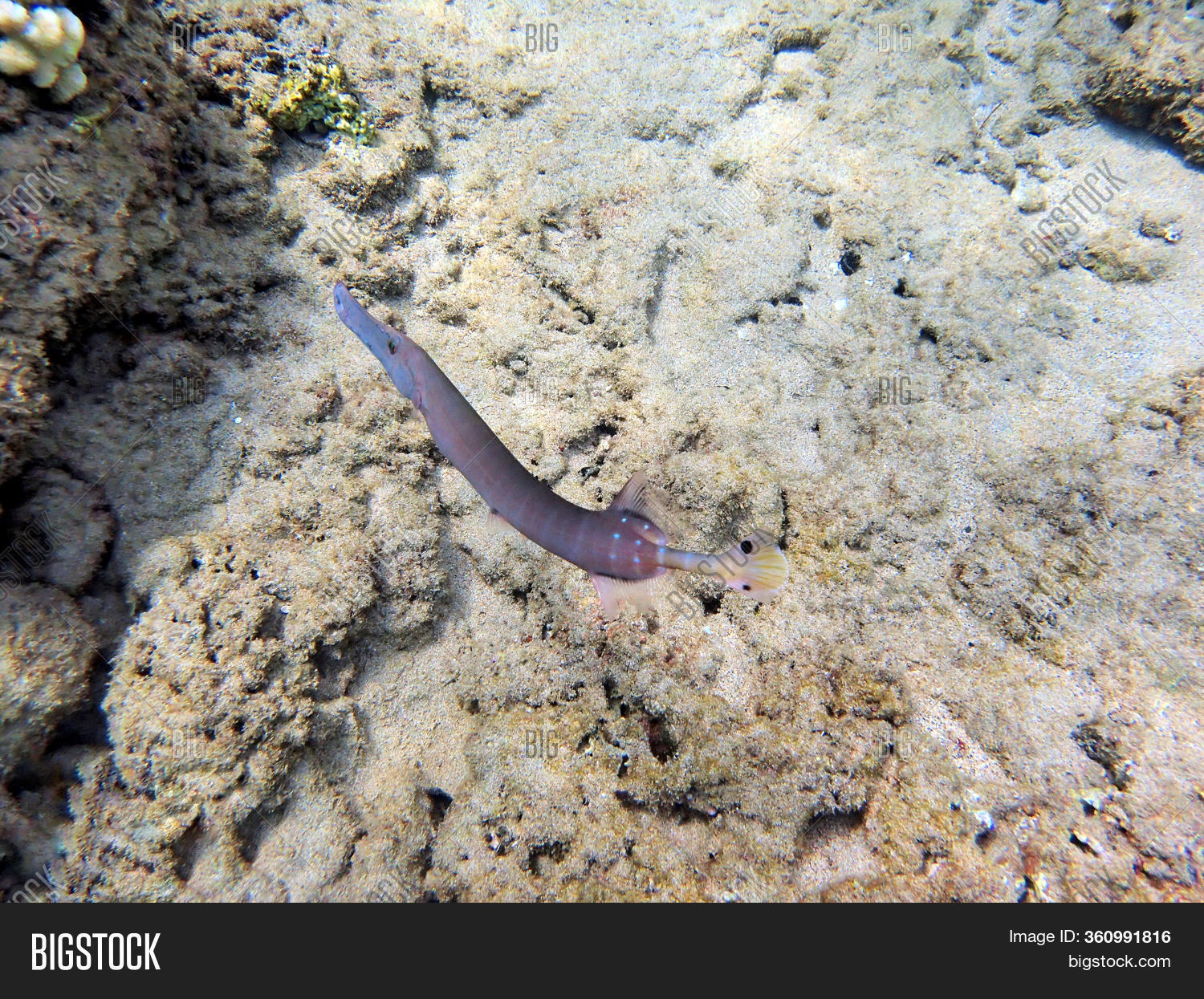 Underwater Photo Image & Photo (Free Trial) | Bigstock