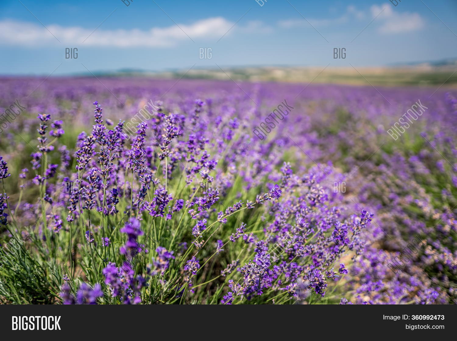 Violet Lavender Image & Photo (Free Trial) | Bigstock