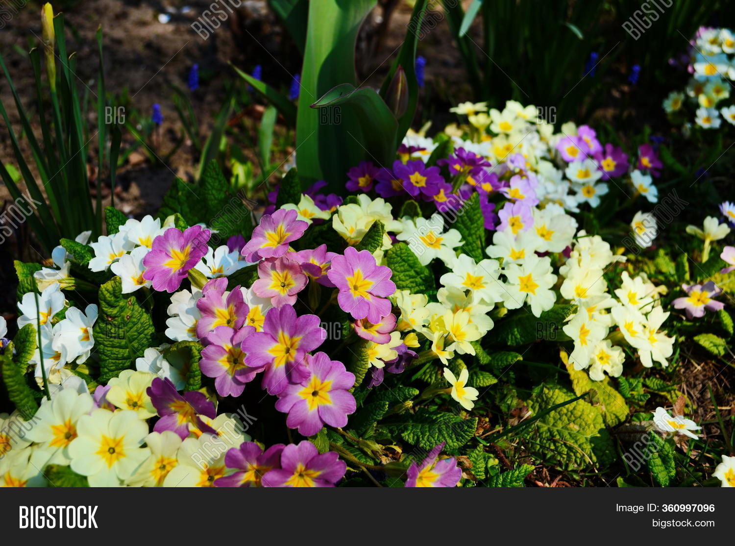 Perennial Primrose Image & Photo (Free Trial) | Bigstock