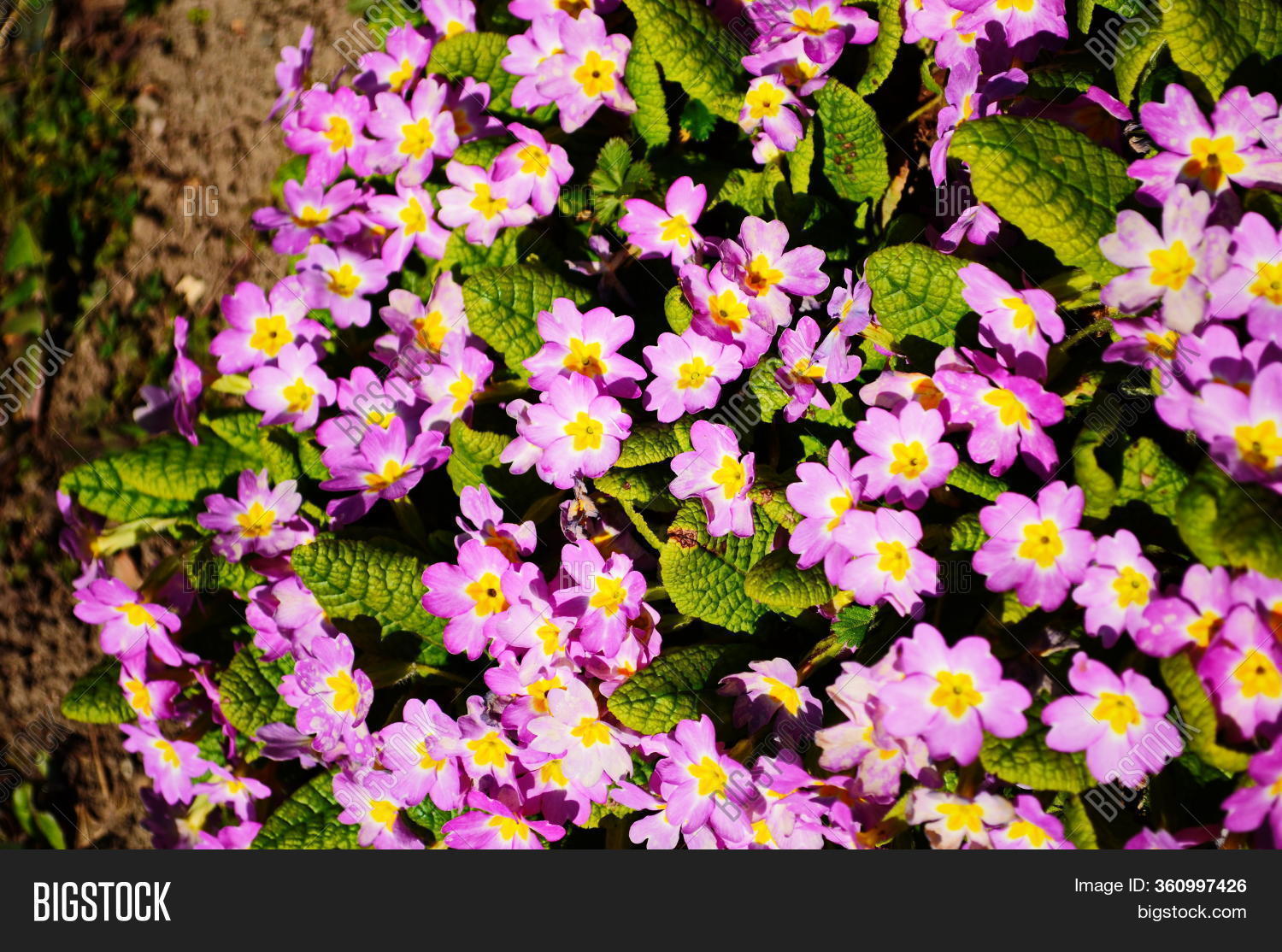 Perennial Primrose Image & Photo (Free Trial) | Bigstock