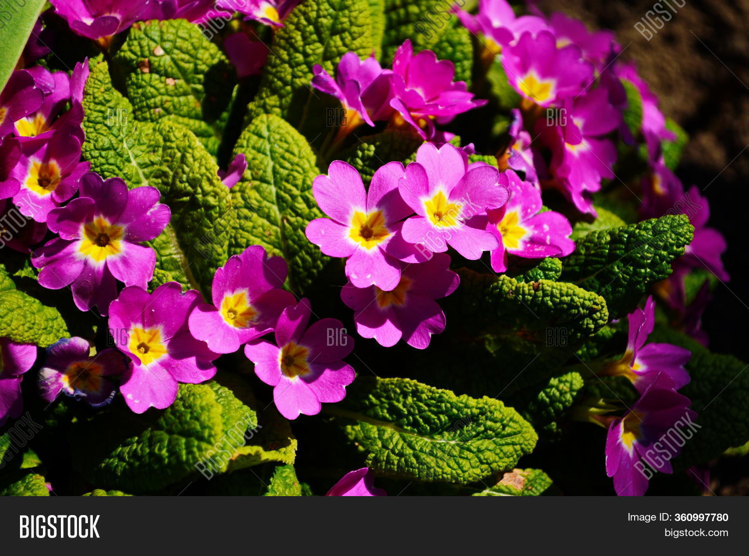 Perennial Primrose Image & Photo (Free Trial) | Bigstock