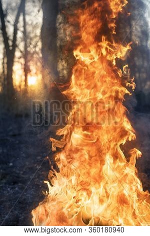 Images, illustrations et images vectorielles de Fire Bird (gratuites ...