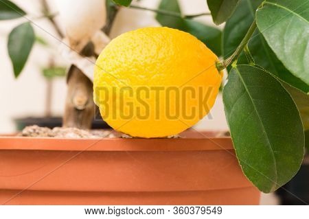 Branch Citrus Plant Image & Photo (Free Trial) | Bigstock