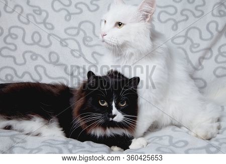 Beautiful White Angora Image & Photo (Free Trial) | Bigstock