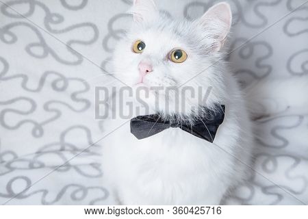 Beautiful White Angora Image & Photo (Free Trial) | Bigstock