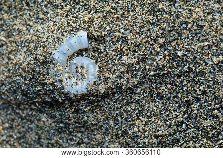 Internal Shell Spirula Image & Photo (Free Trial) | Bigstock