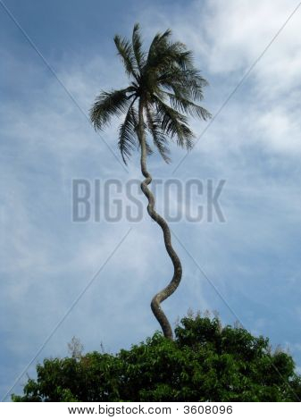 Weird Coconut Tree Image & Photo (Free Trial) | Bigstock
