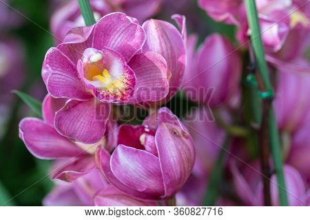 Orchid Images, Illustrations & Vectors (Free) - Bigstock