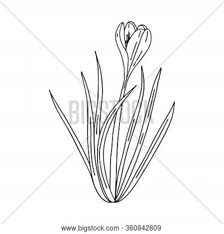 Crocus Outline Vector & Photo (Free Trial) | Bigstock