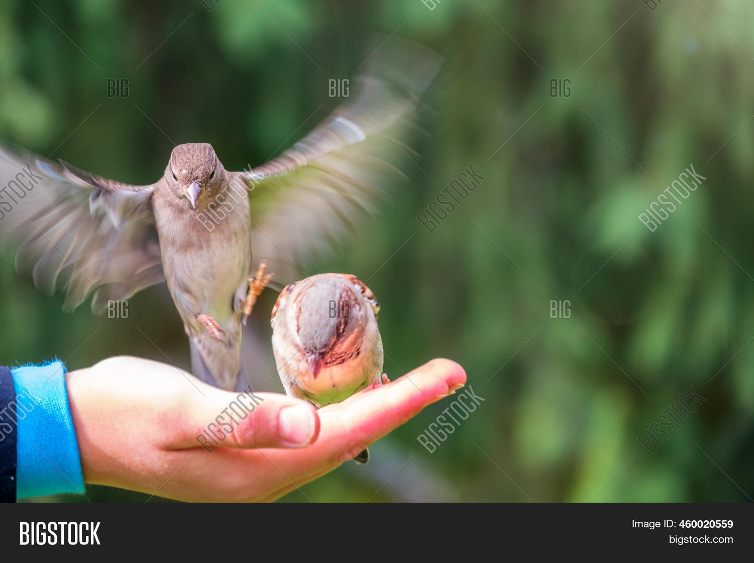 Boy Feeds Birds Seeds Image & Photo (Free Trial) | Bigstock