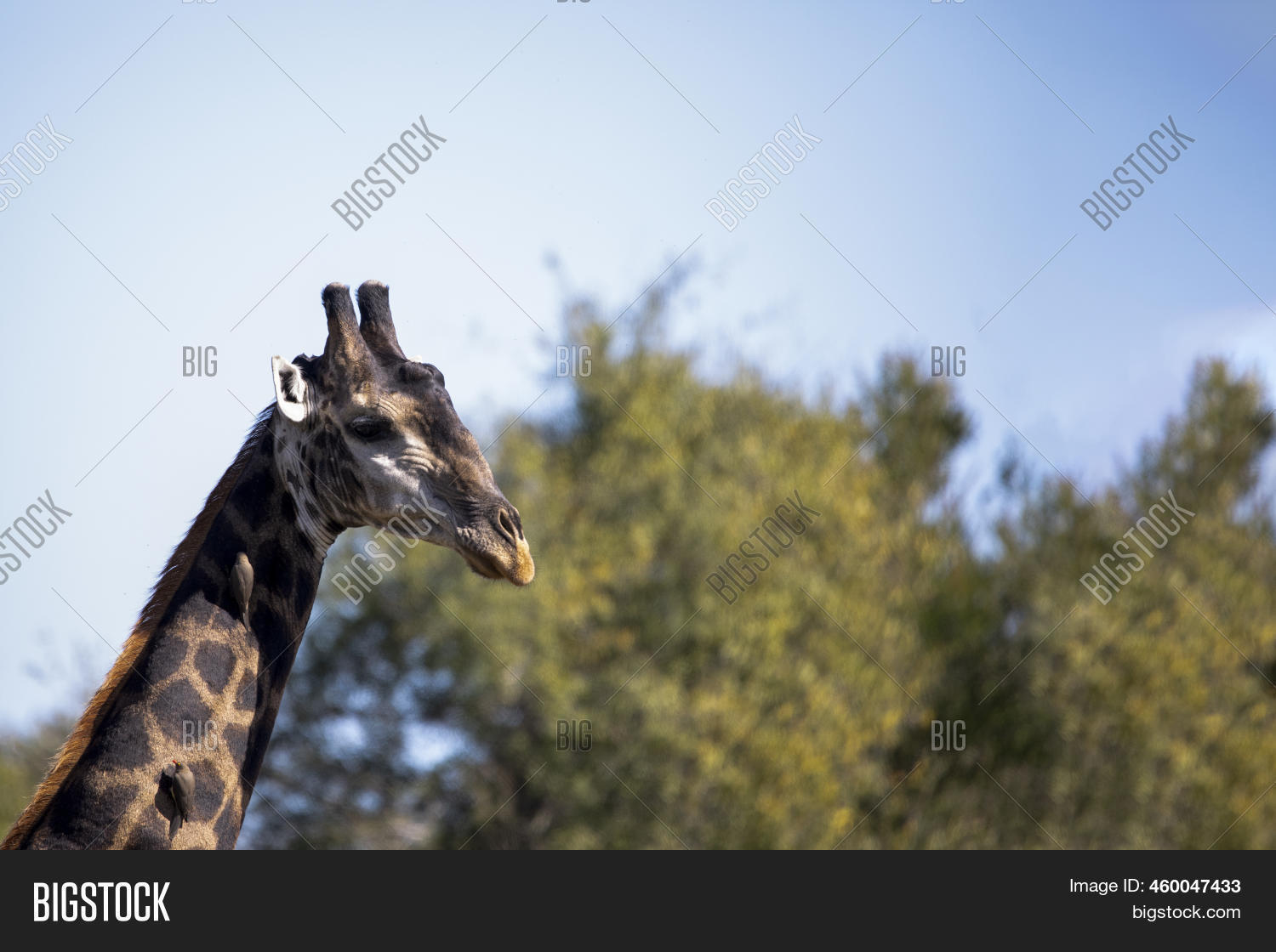 African Giraffe Long Image & Photo (Free Trial) | Bigstock