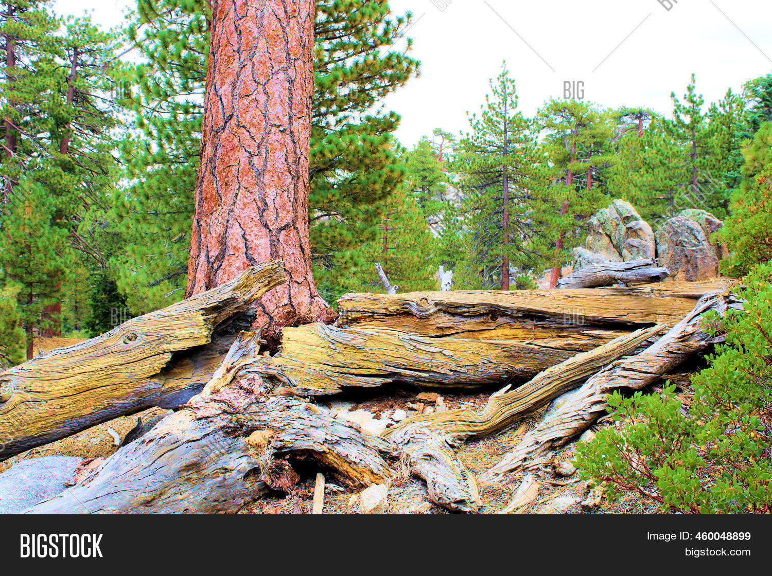 Logs Fallen Pine Tree Image & Photo (Free Trial) | Bigstock