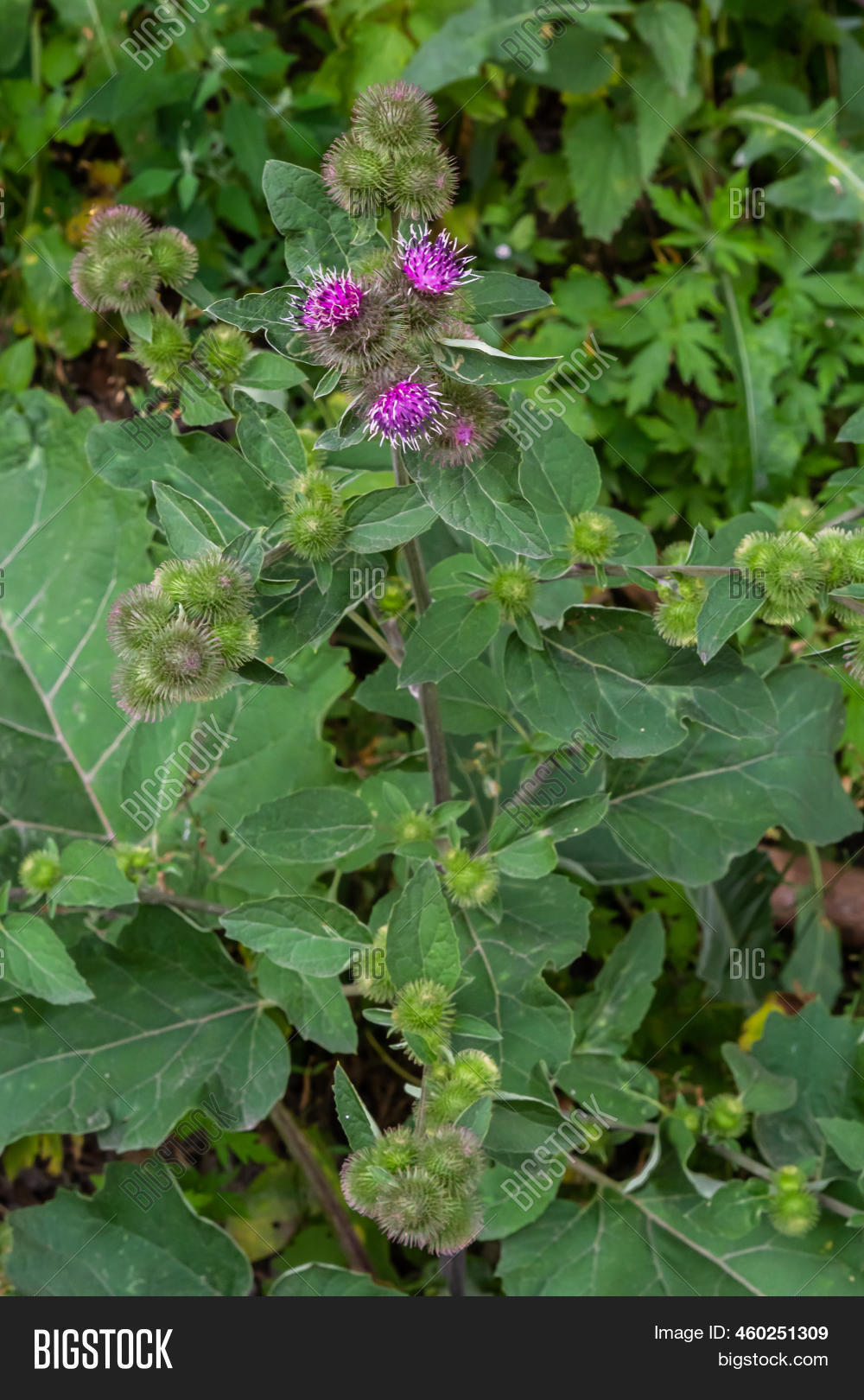 Pink Flowers Prickles Image & Photo (Free Trial) | Bigstock