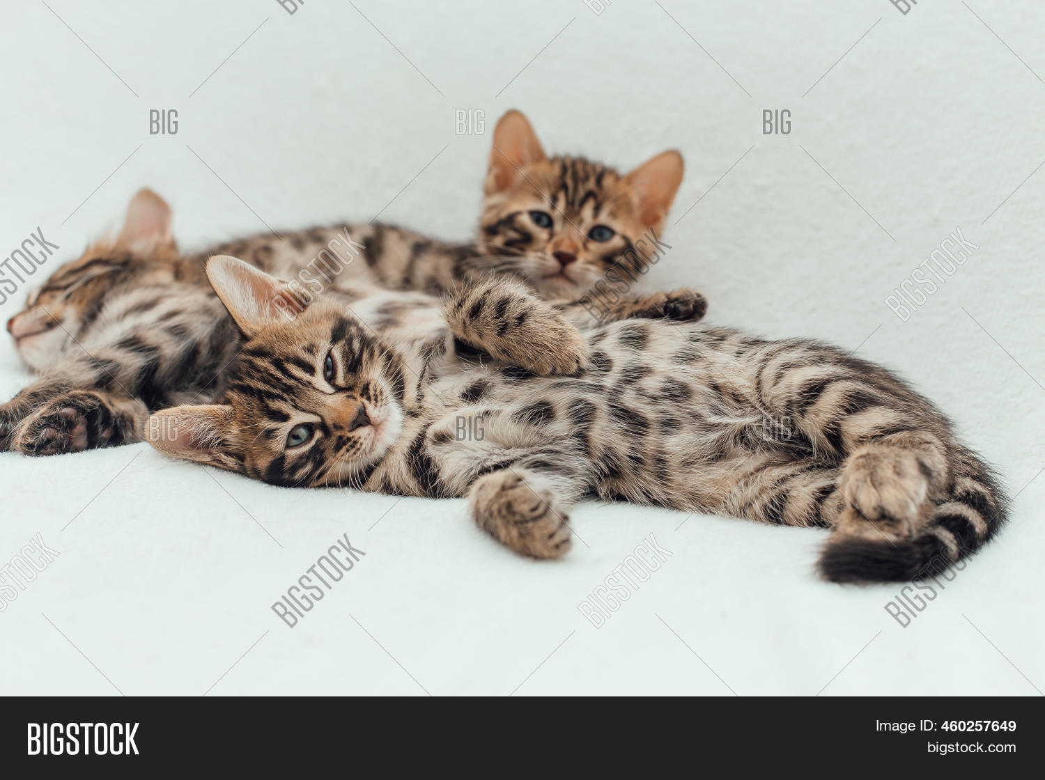 Three Cute Bengal Image & Photo (Free Trial) | Bigstock