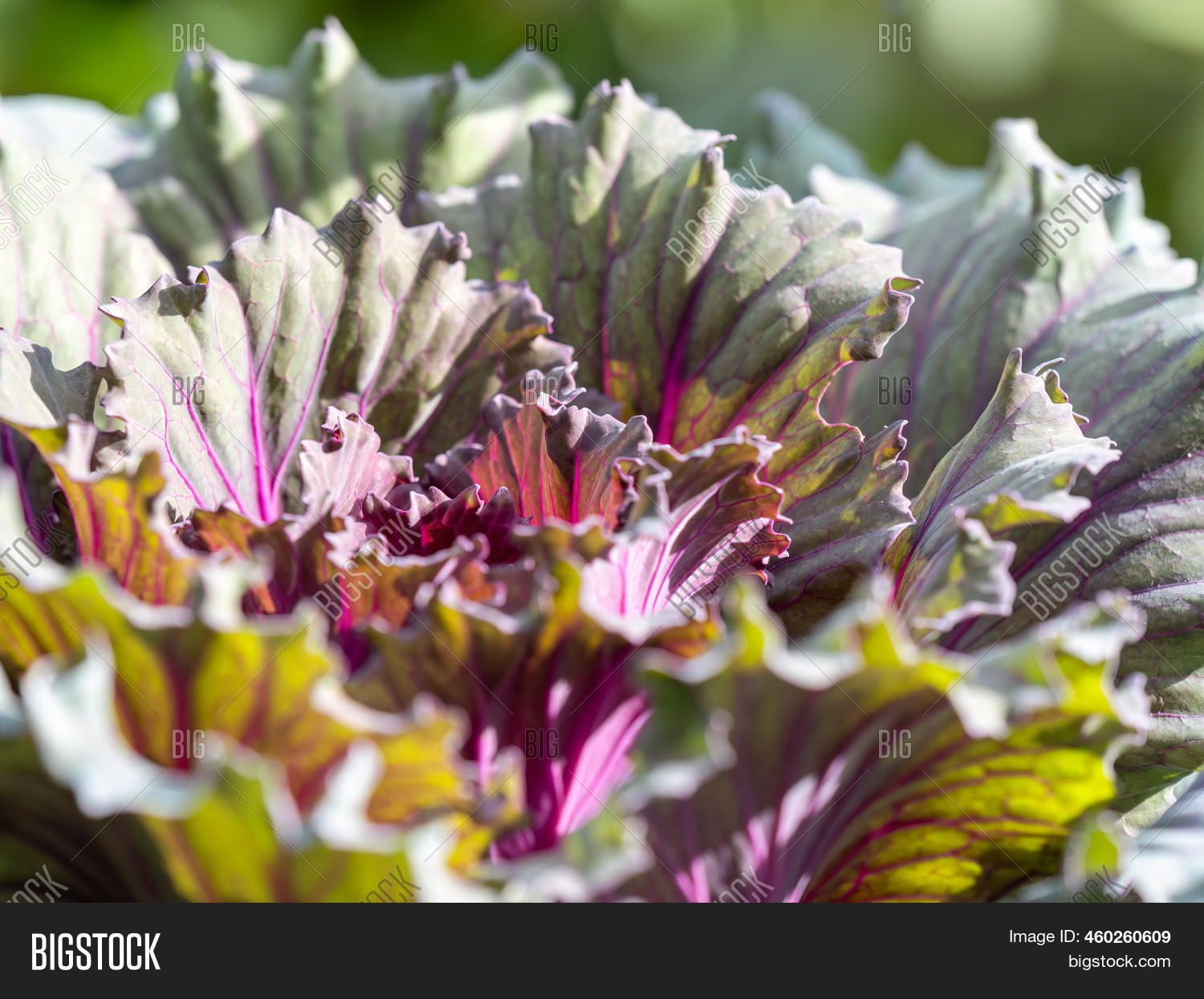 Close Endless Field Image & Photo (Free Trial) | Bigstock