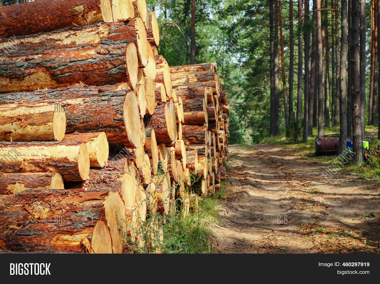 Tree Logs Stumps Bark Image & Photo (Free Trial) | Bigstock