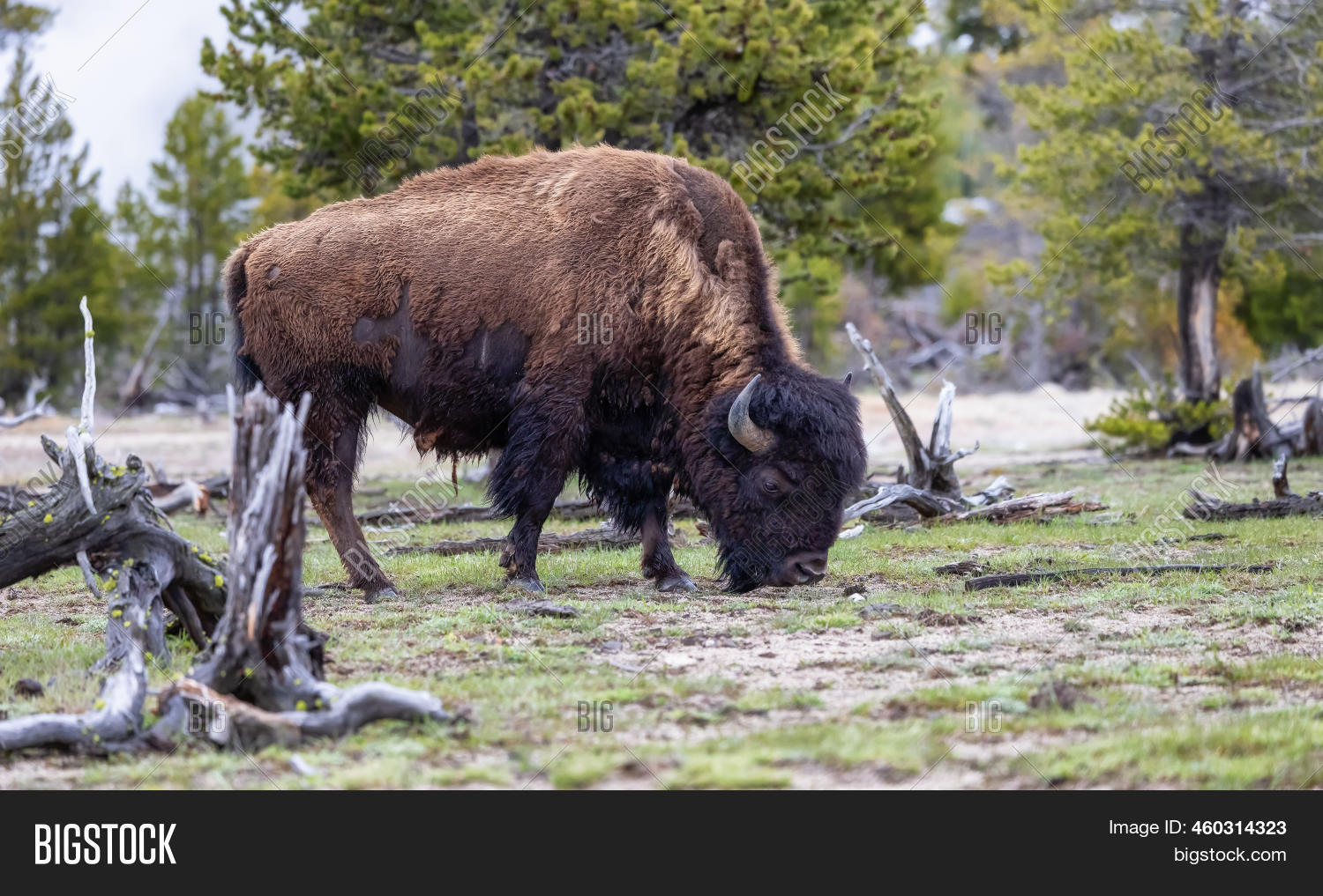 Bison Eating Grass Image & Photo (Free Trial) | Bigstock