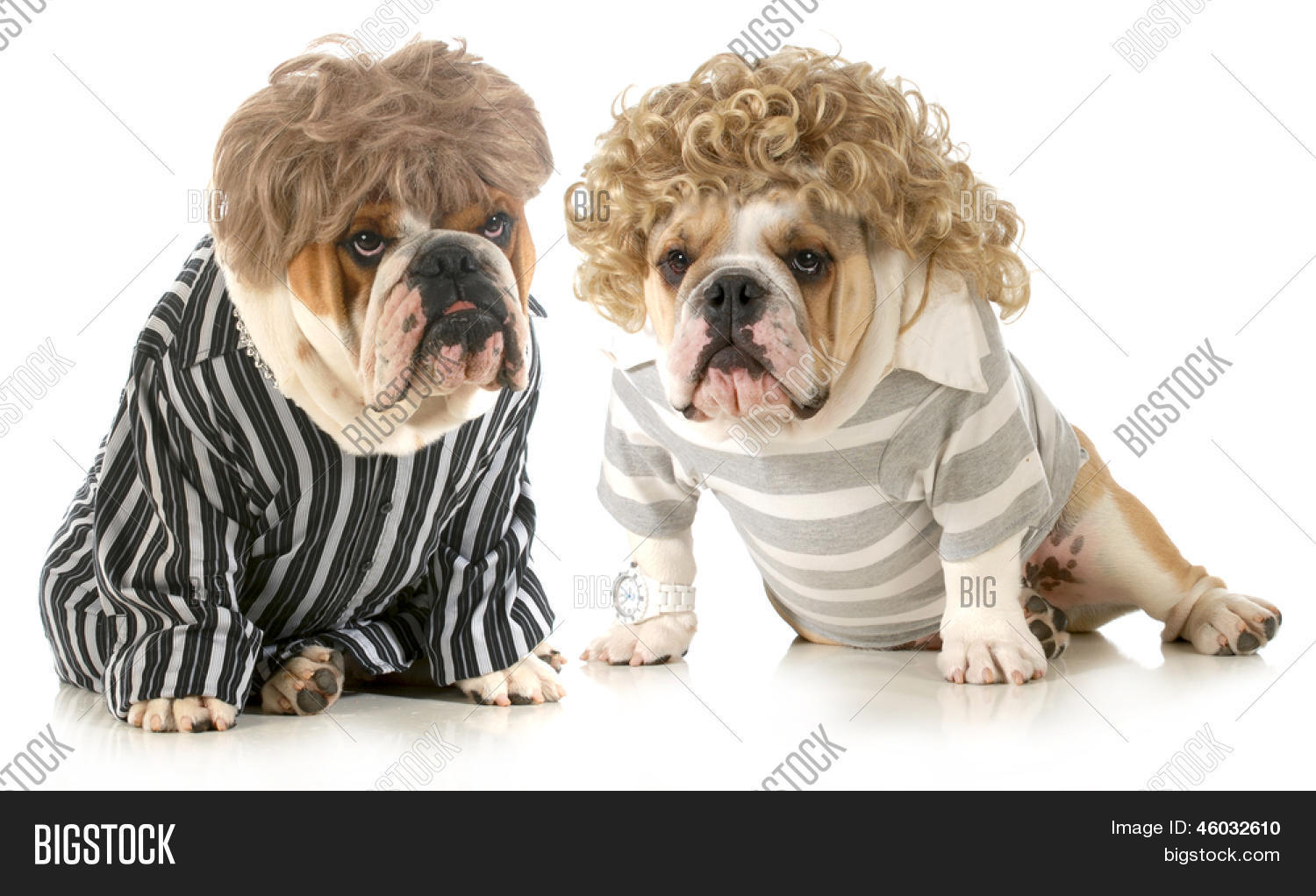 Humanized Dogs - Two Image & Photo (Free Trial) | Bigstock
