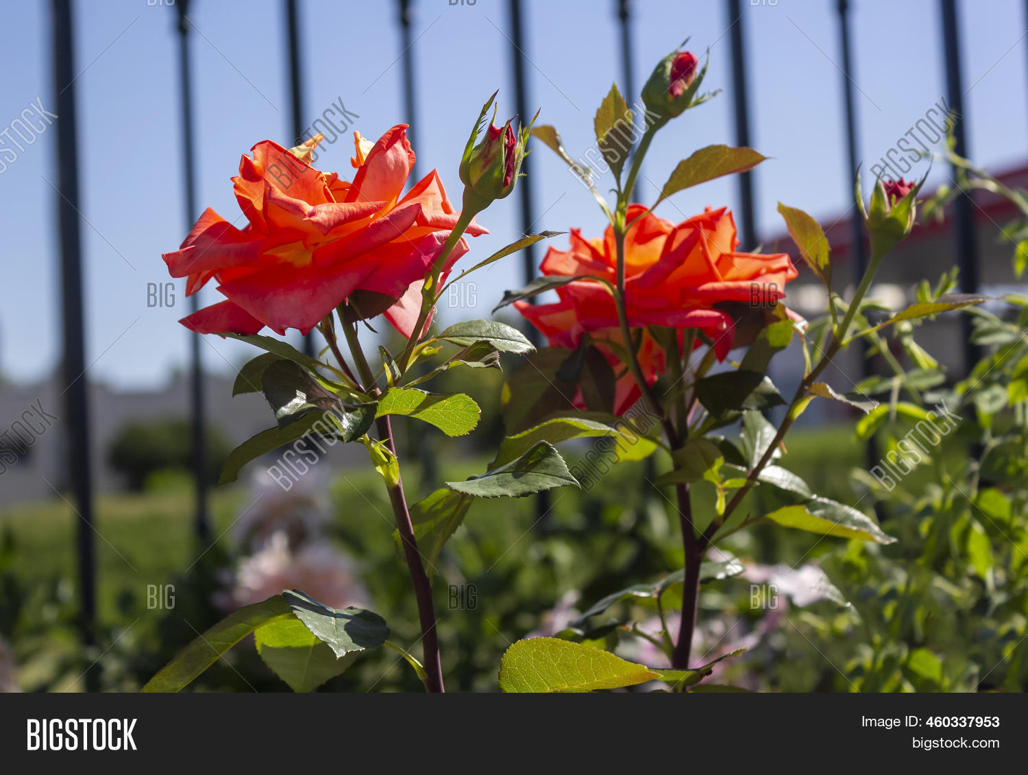 Gorgeous Terracotta Image & Photo (Free Trial) | Bigstock