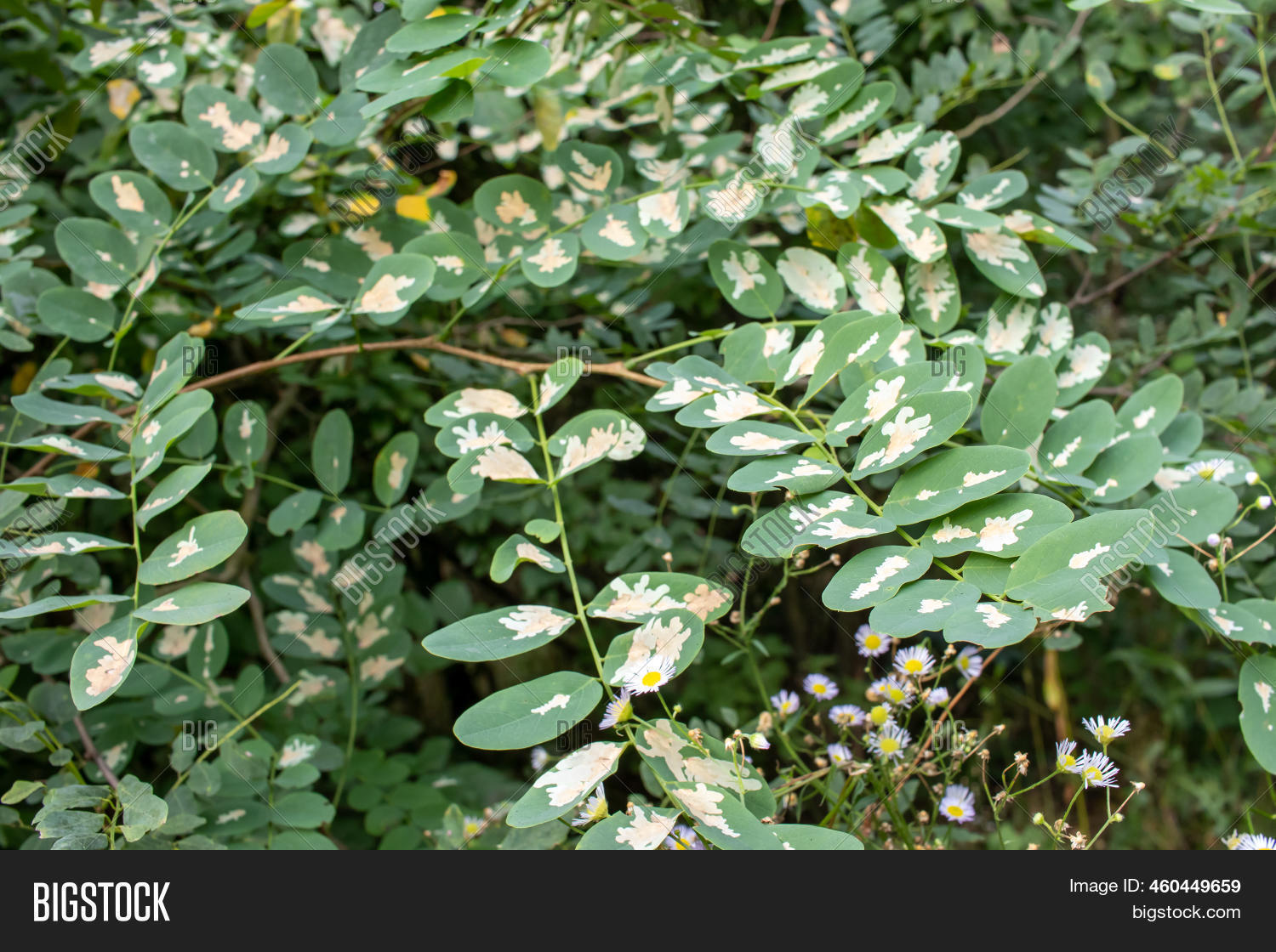 White Spots On Leaves Image & Photo (Free Trial) | Bigstock