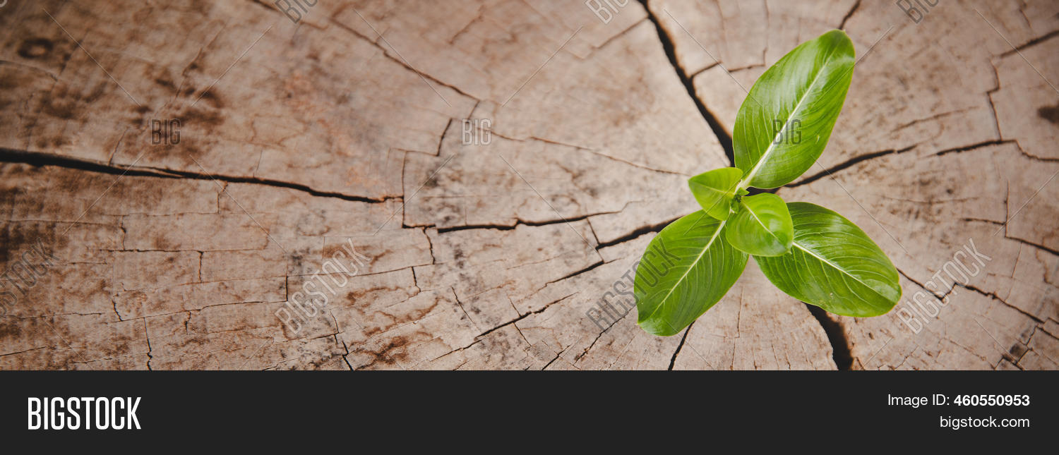 Closeup Tree New Life Image & Photo (Free Trial) | Bigstock