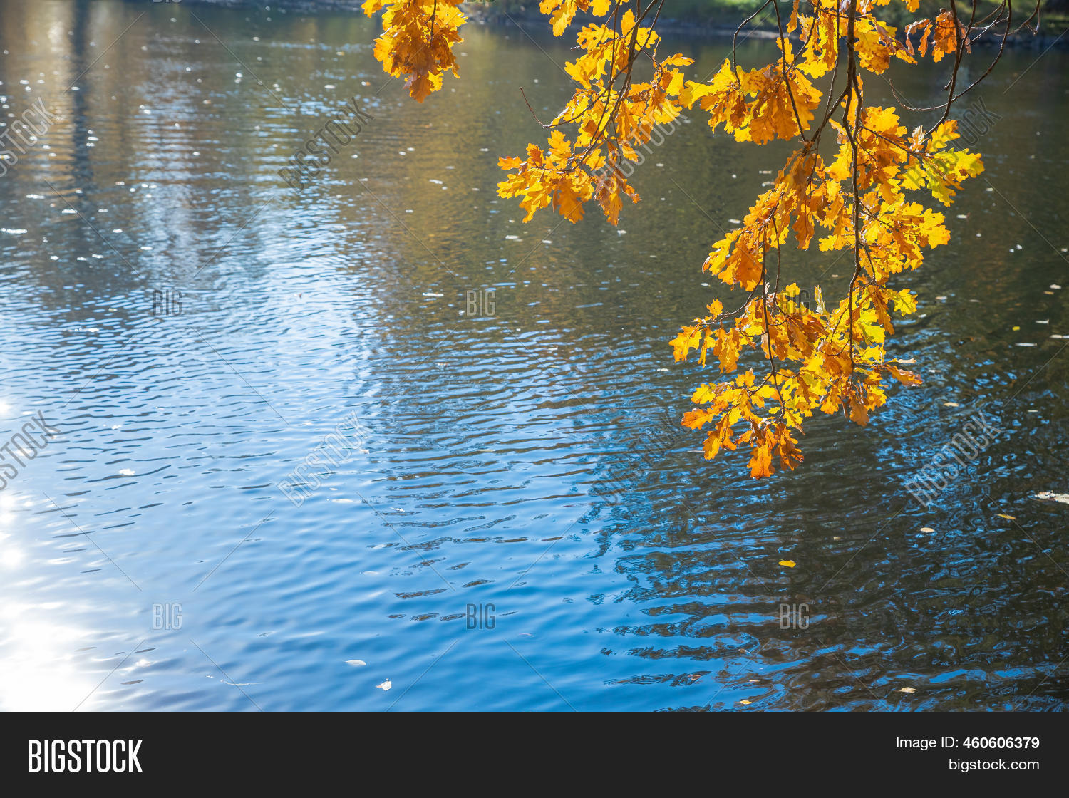 Oak Tree Branch Bow Image & Photo (Free Trial) | Bigstock