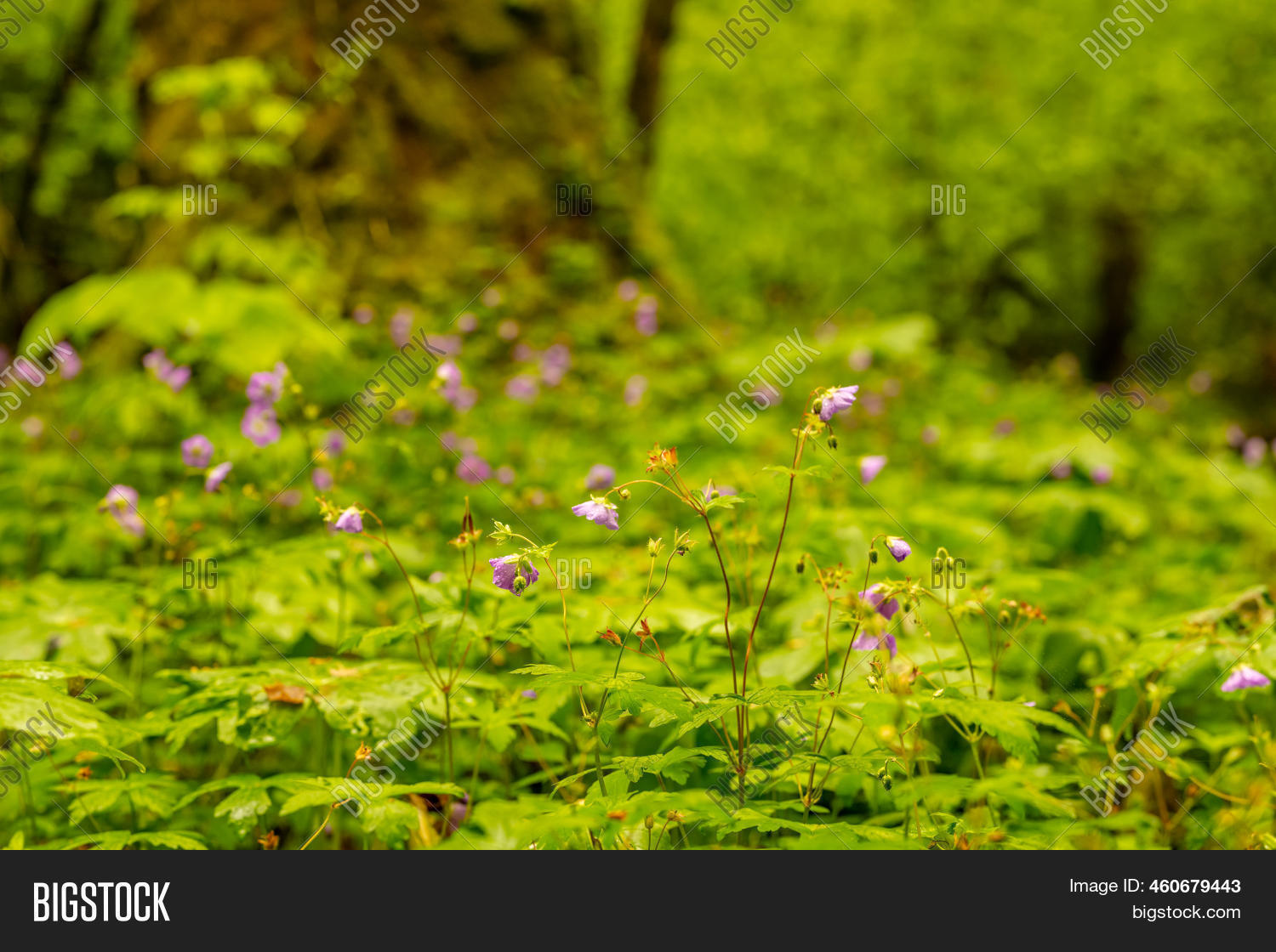 Blooms Wild Geraniums Image & Photo (Free Trial) | Bigstock