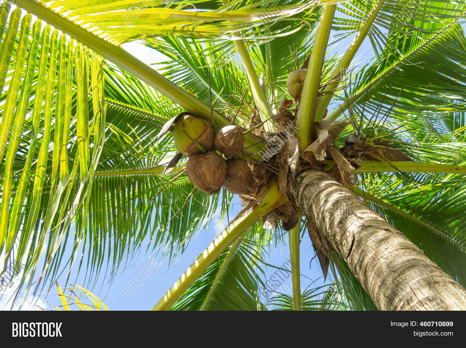 Coconuts Hang On Palm Image & Photo (Free Trial) | Bigstock