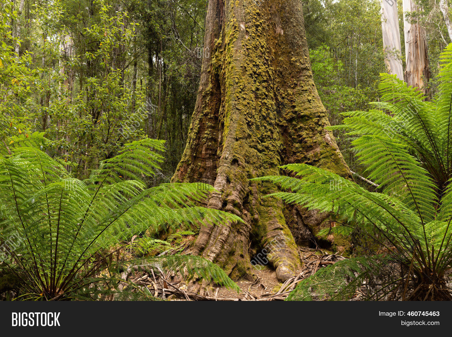Base Large Mossy Swamp Image & Photo (Free Trial) | Bigstock