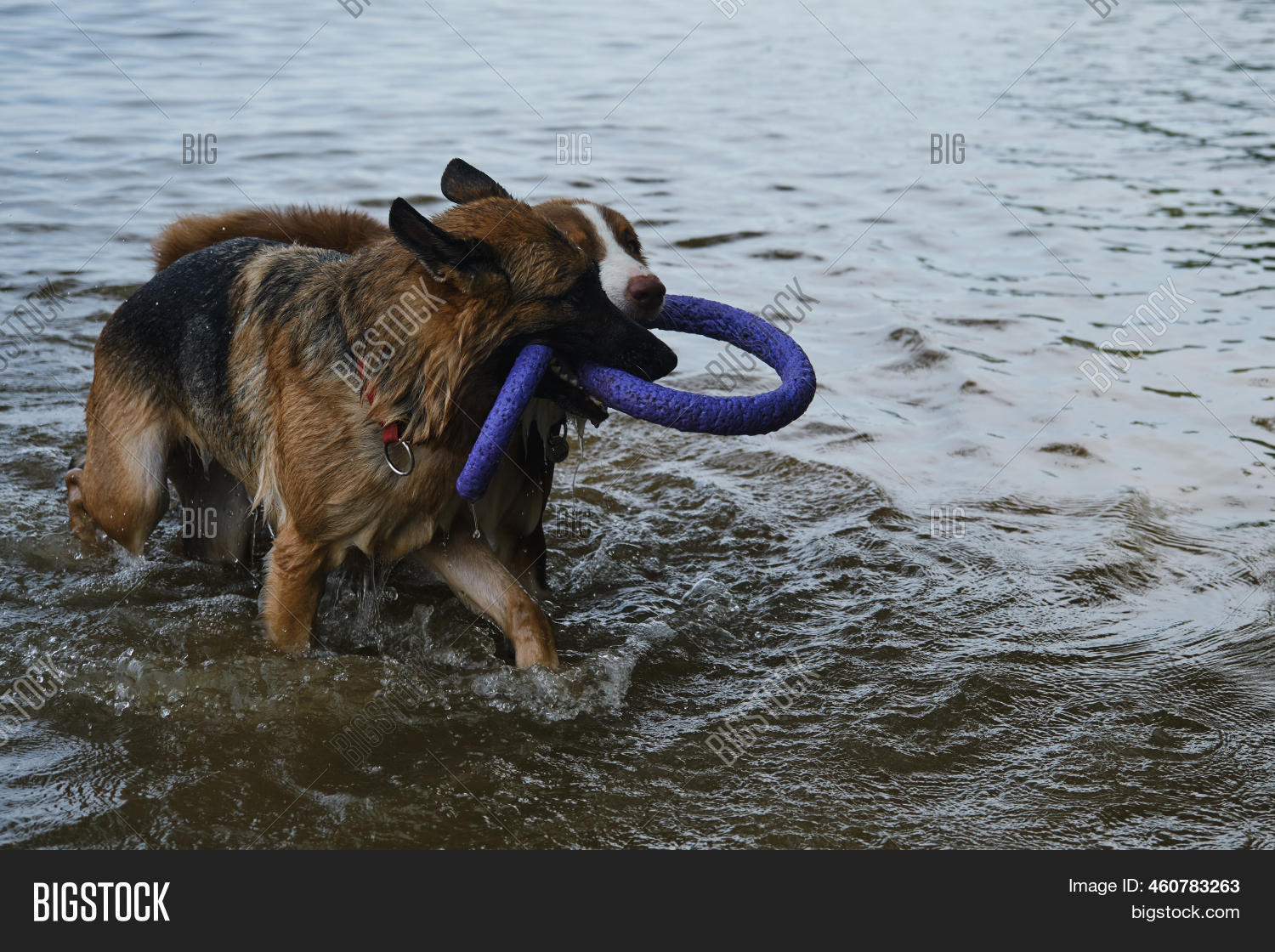 Two Dogs Having Fun Image & Photo (Free Trial) | Bigstock