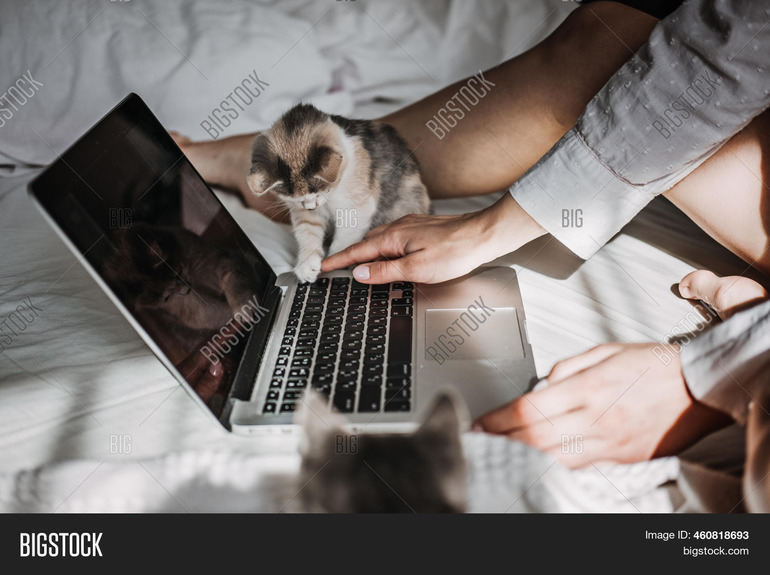 Freelance, Work Home. Image & Photo (Free Trial) | Bigstock